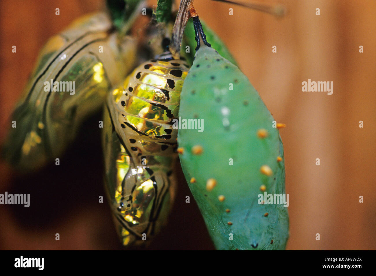 chrysalis or pupa of misc tropical butterflies at Butterfly farm, Costa ...
