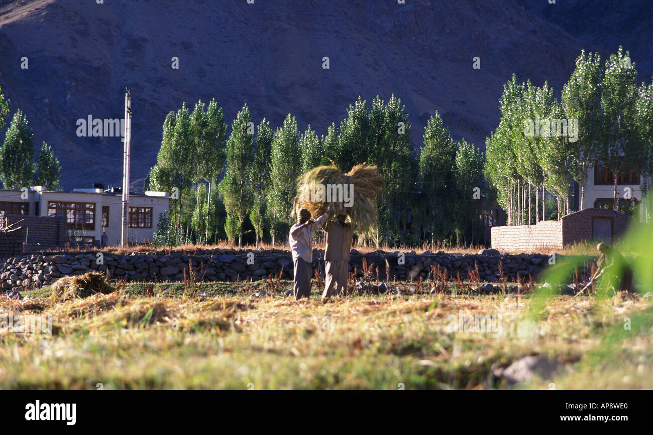 Barley harvest in Leh Ladakh India Stock Photo - Alamy