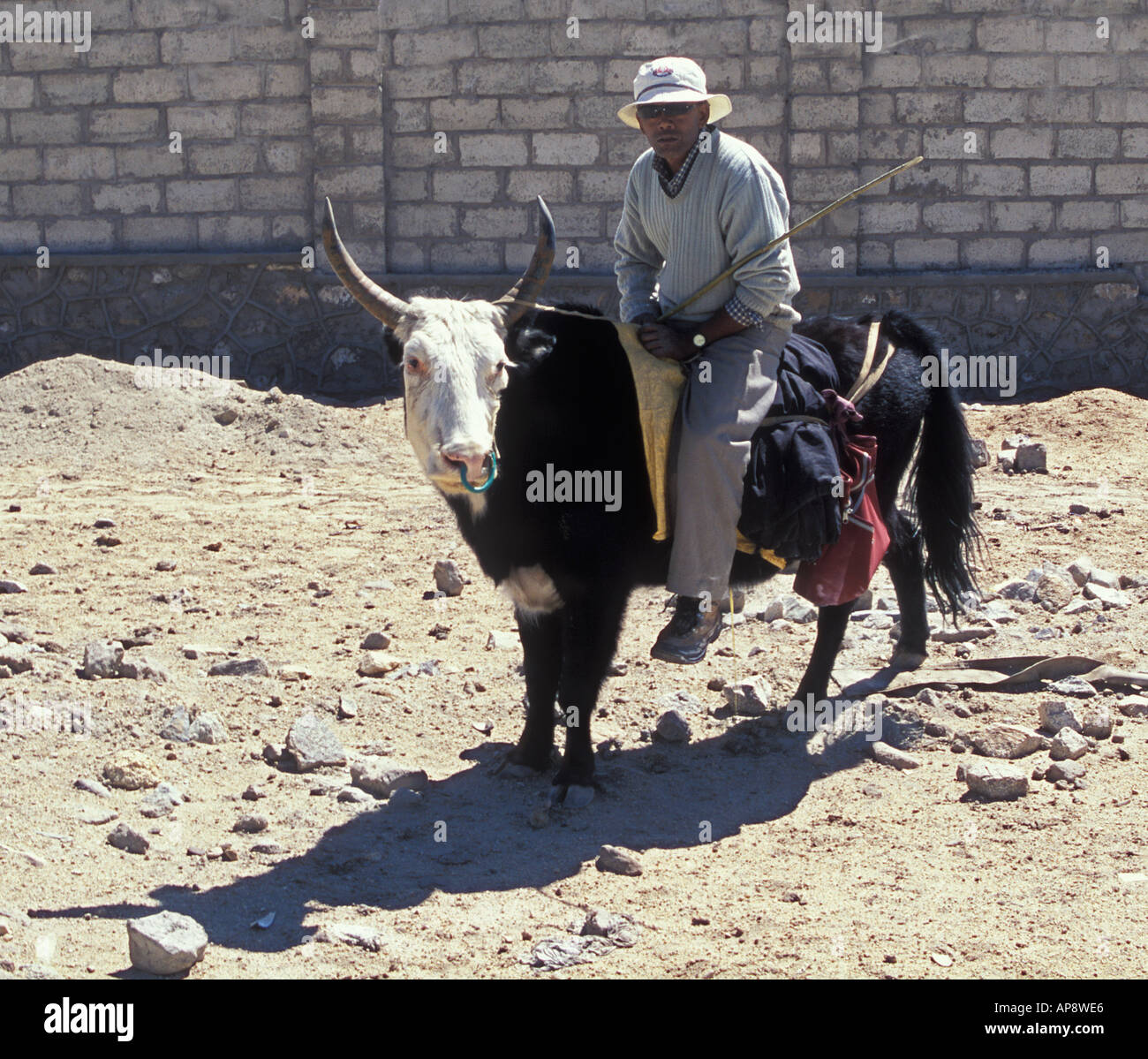 Dzo hi-res stock photography and images - Alamy