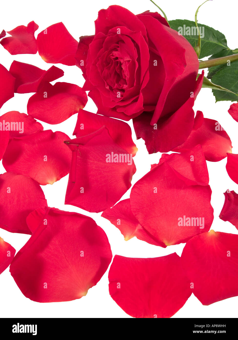 red rose with scattered petals Stock Photo - Alamy