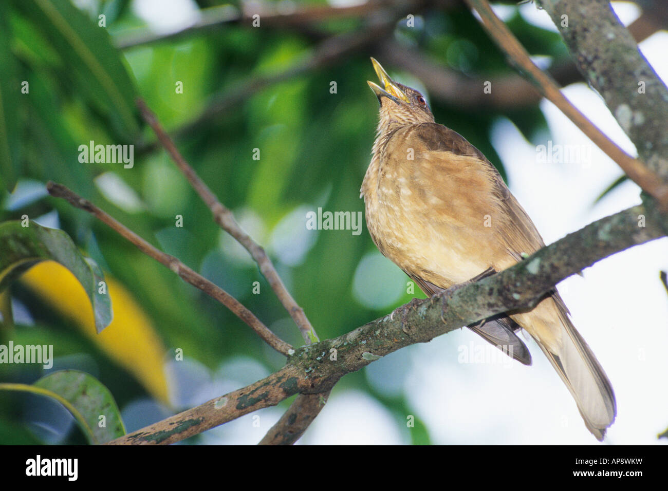 Clay-colored Robin or Thrush ( Turdus grayi ) National Bird of Costa ...