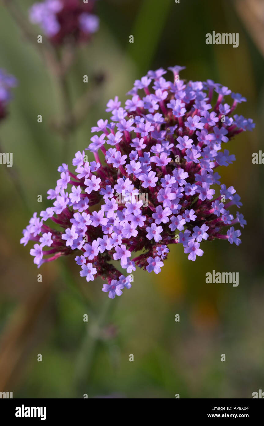 Gardens verbenas plants flowers hi-res stock photography and images - Alamy