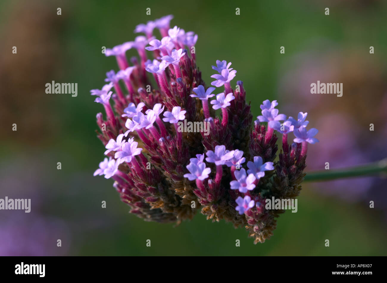 Gardens verbenas plants flowers hi-res stock photography and images - Alamy