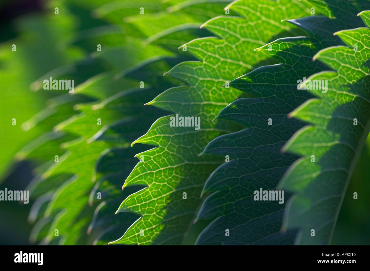 Melianthus major honey bush hi-res stock photography and images - Alamy