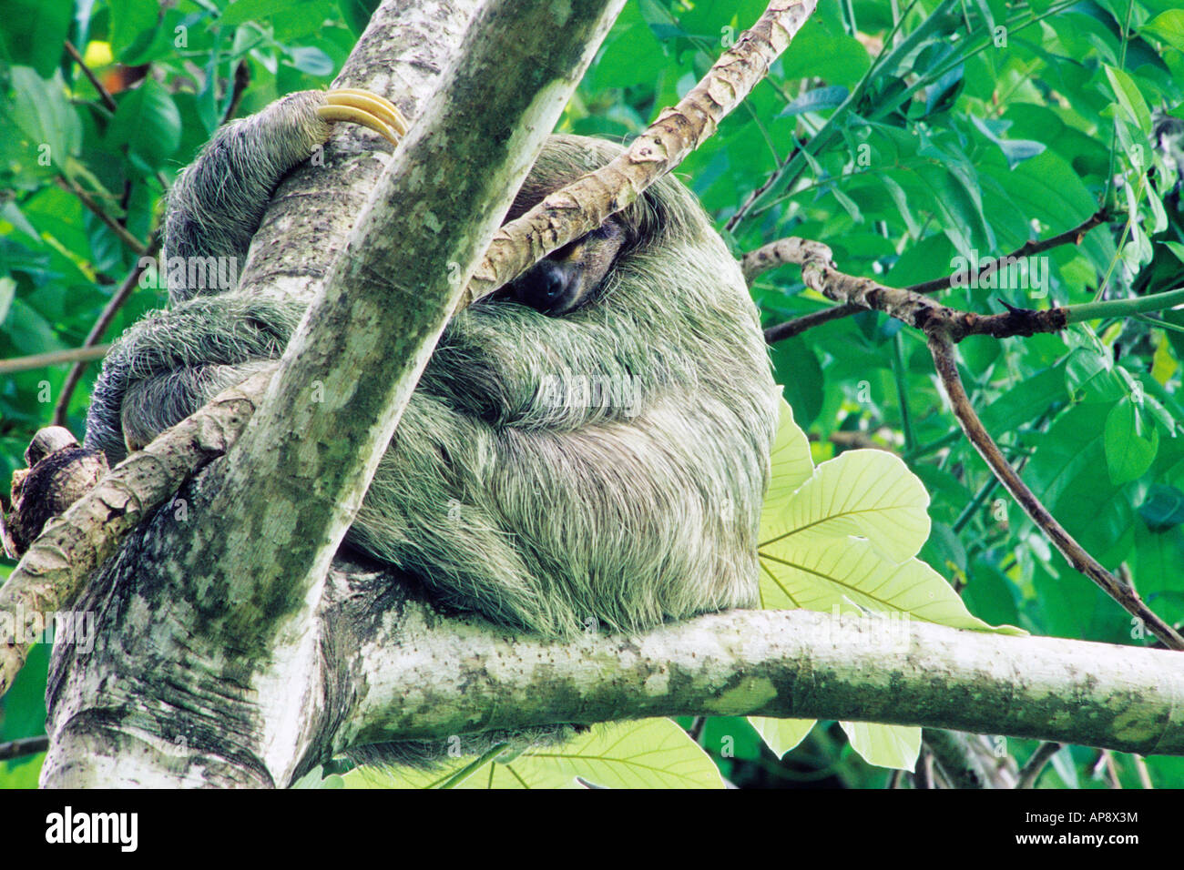 Brown-throated Three-toed Sloth, Bradypus variegatus in Cecropia tree ...
