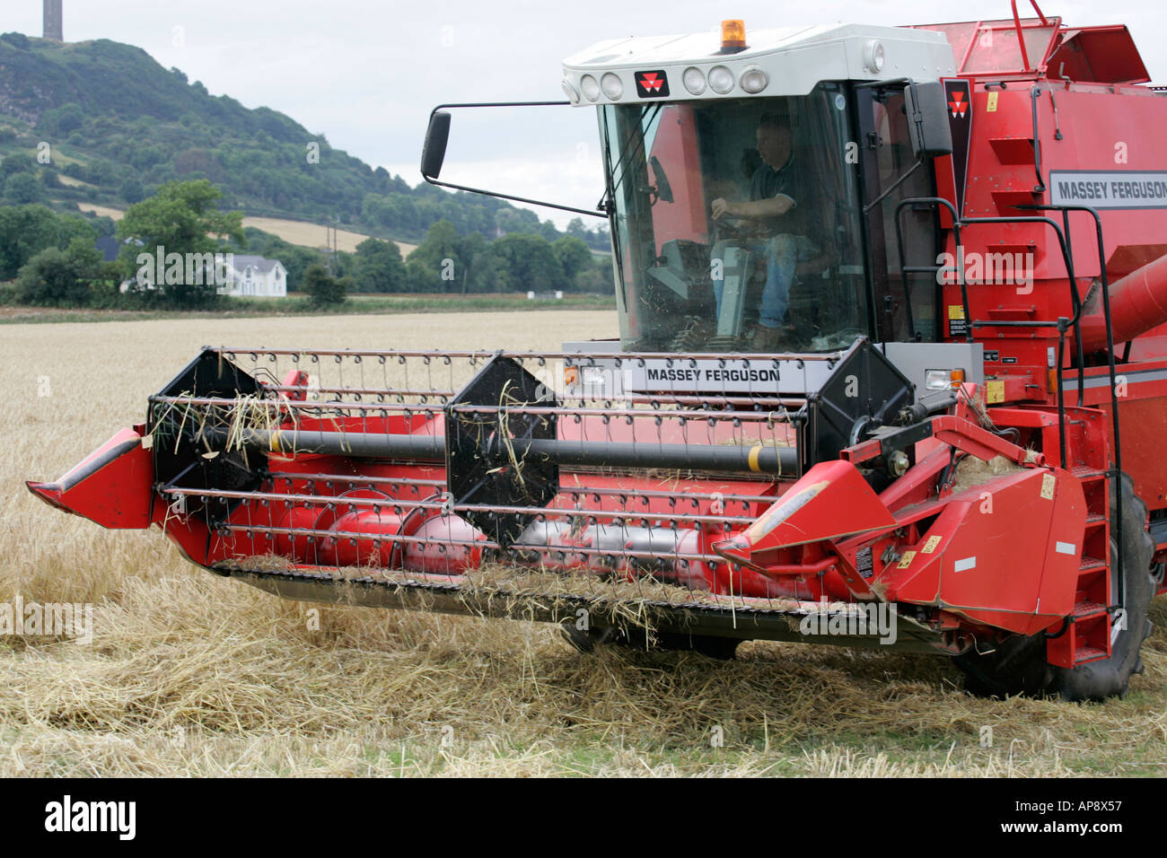 Massey Ferguson red combine harvester in wheat field below Scrabo tower ...