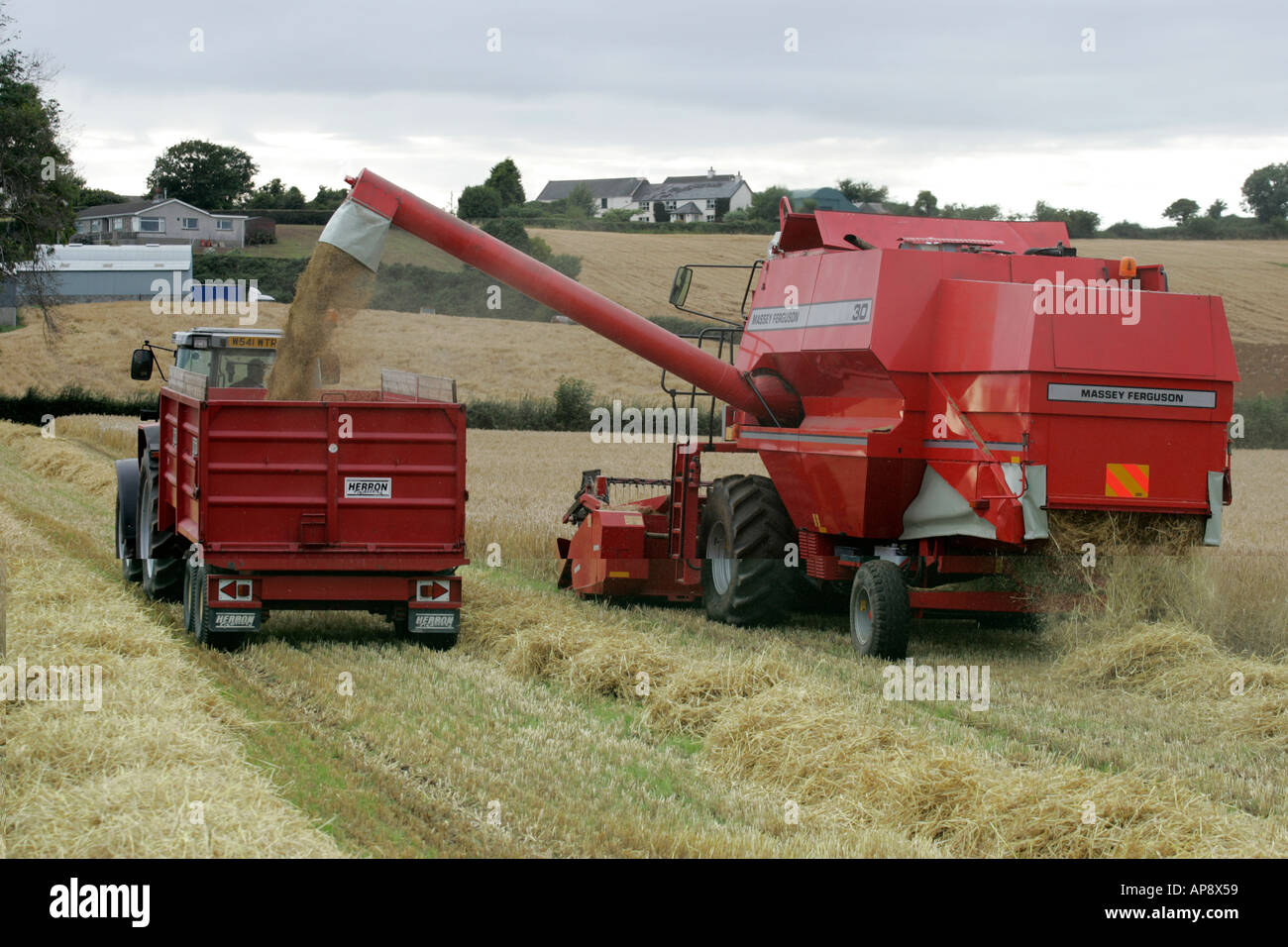 Massey Ferguson red combine harvester in wheat field loading tractor ...