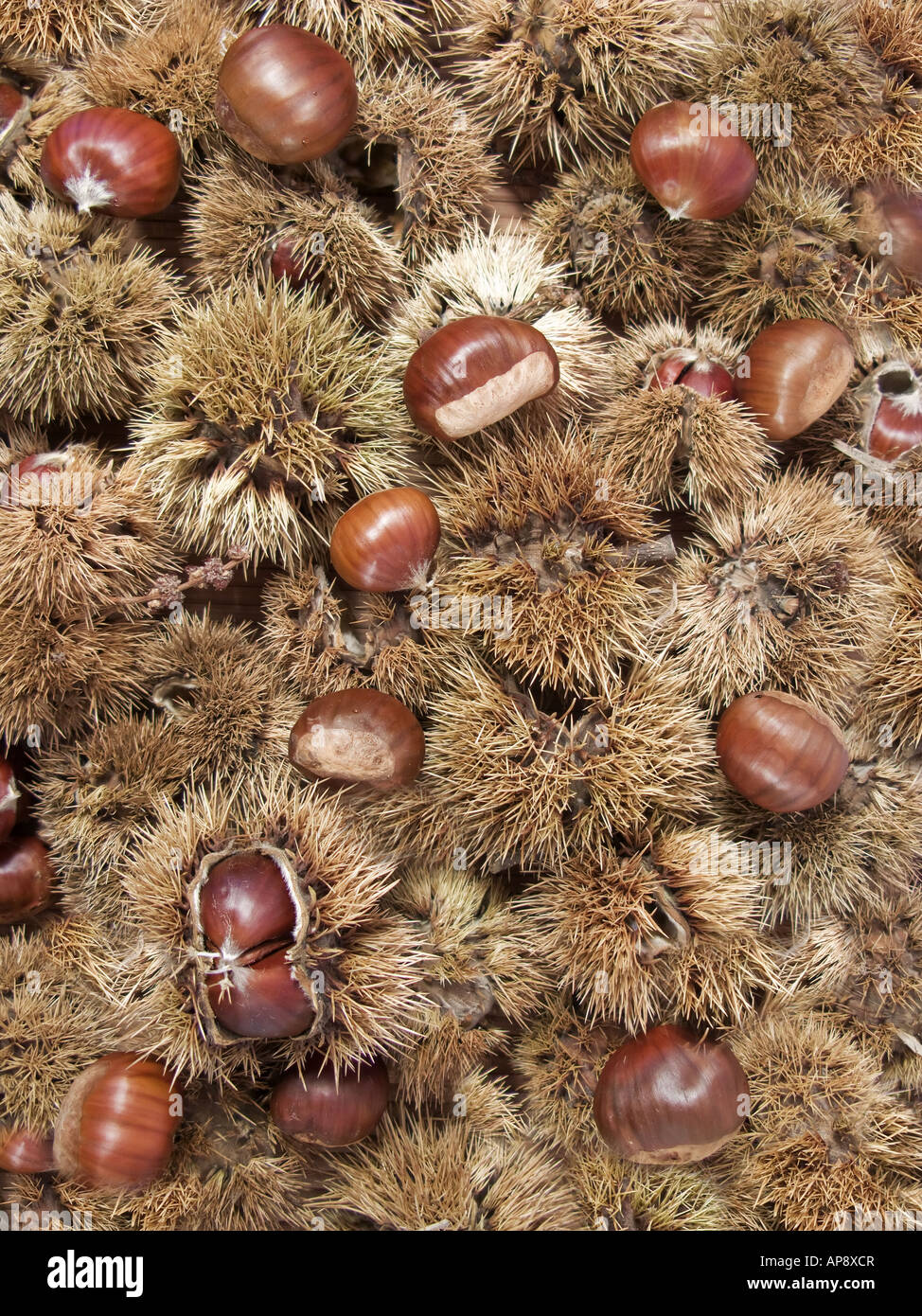 sweet chestnuts in their shells Stock Photo - Alamy