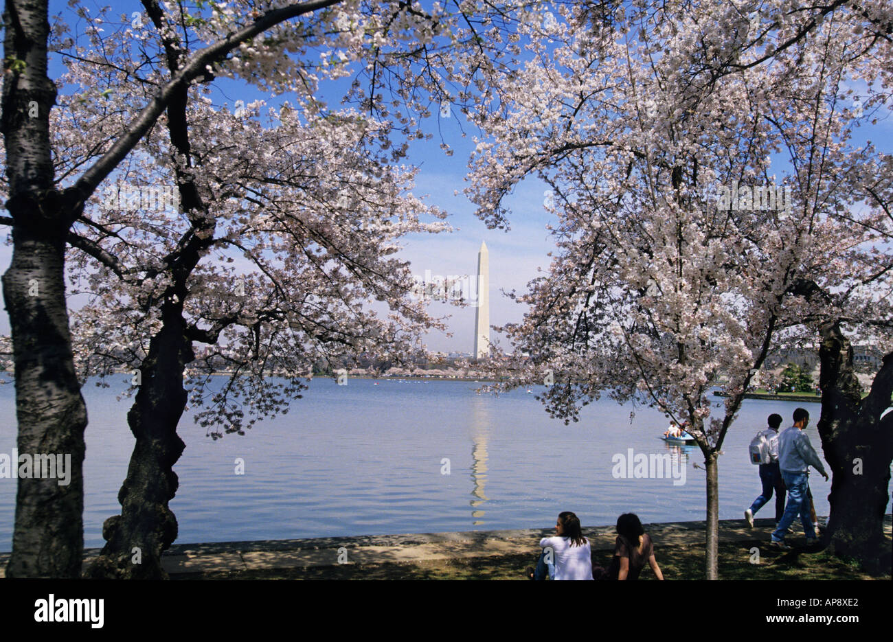 USA Washington DC Tidal Basin in the Spring April with Japanese Cherry ...
