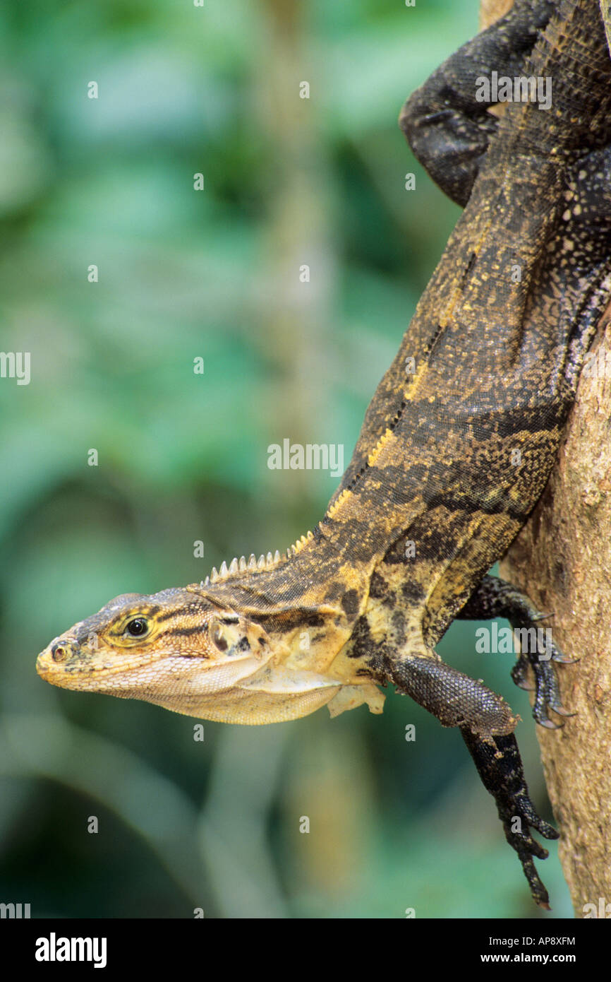 Ctenosaur ( Black Spiny-tailed Iguana or Black Iguana (Ctenosaura ...