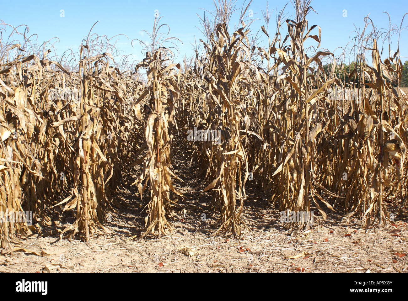 Mature stalks corn in hi-res stock photography and images - Alamy