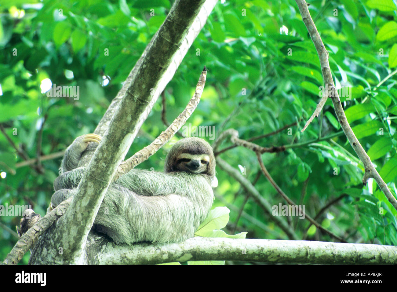 Brown-throated Three-toed Sloth, Bradypus variegatus in Cecropia tree ...