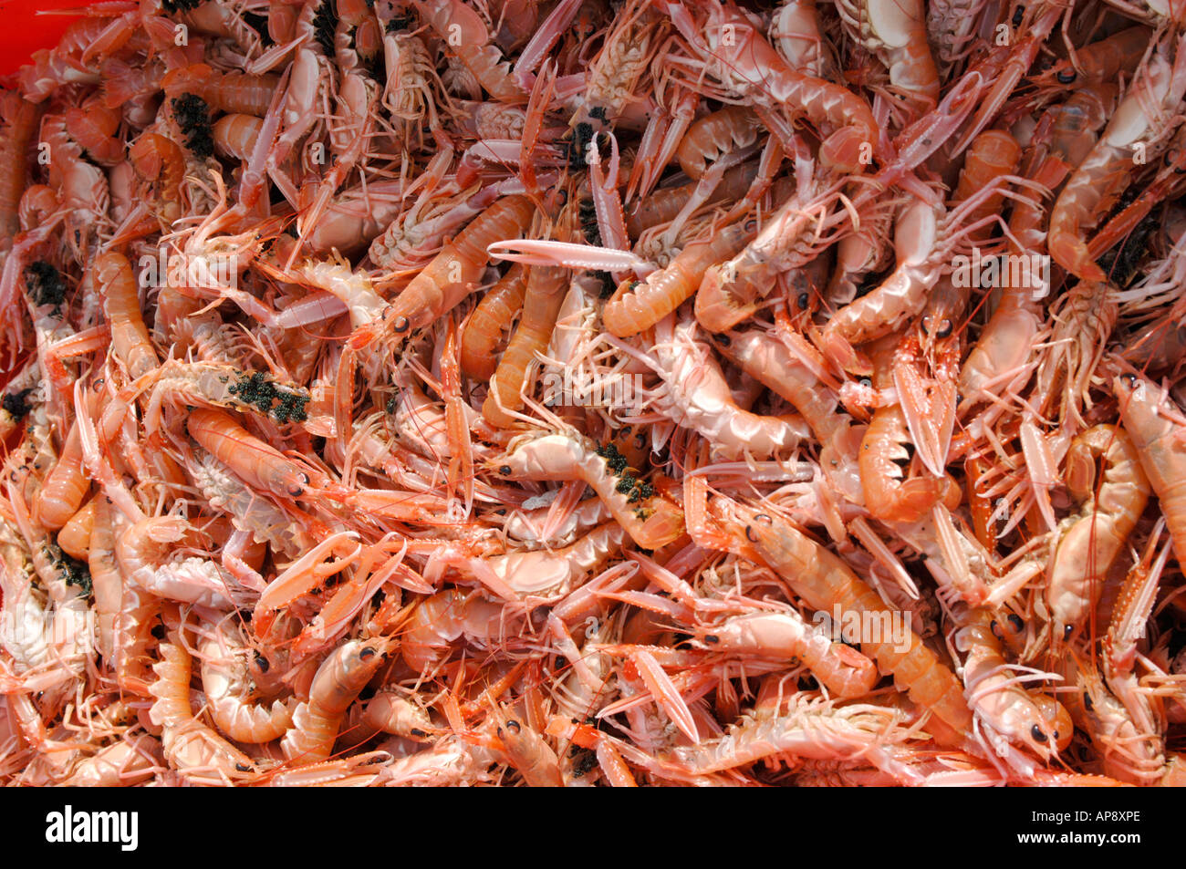 New species shrimp hi-res stock photography and images - Alamy