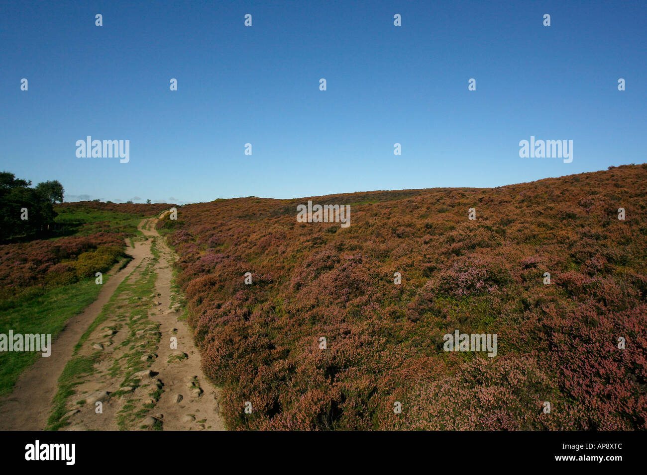 Stanton Moor Peak District National Park Derbyshire England UK Stock ...