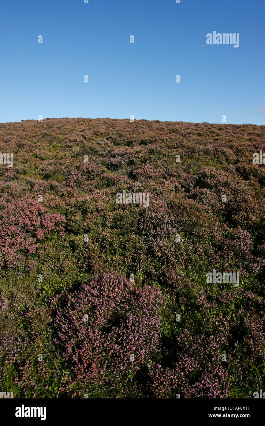Stanton Moor Peak District National Park Derbyshire England UK Stock ...