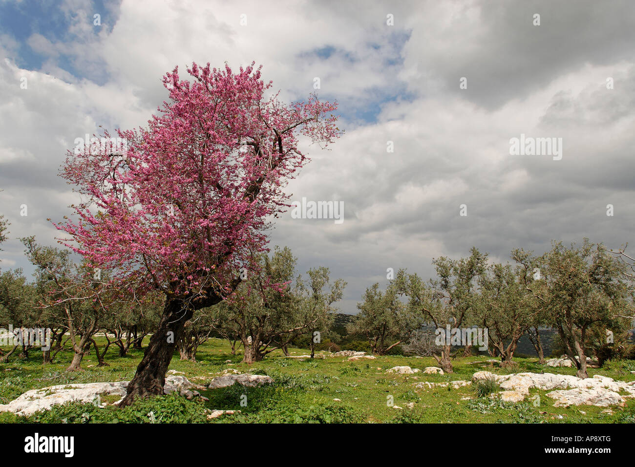 Judas tree hi-res stock photography and images - Alamy