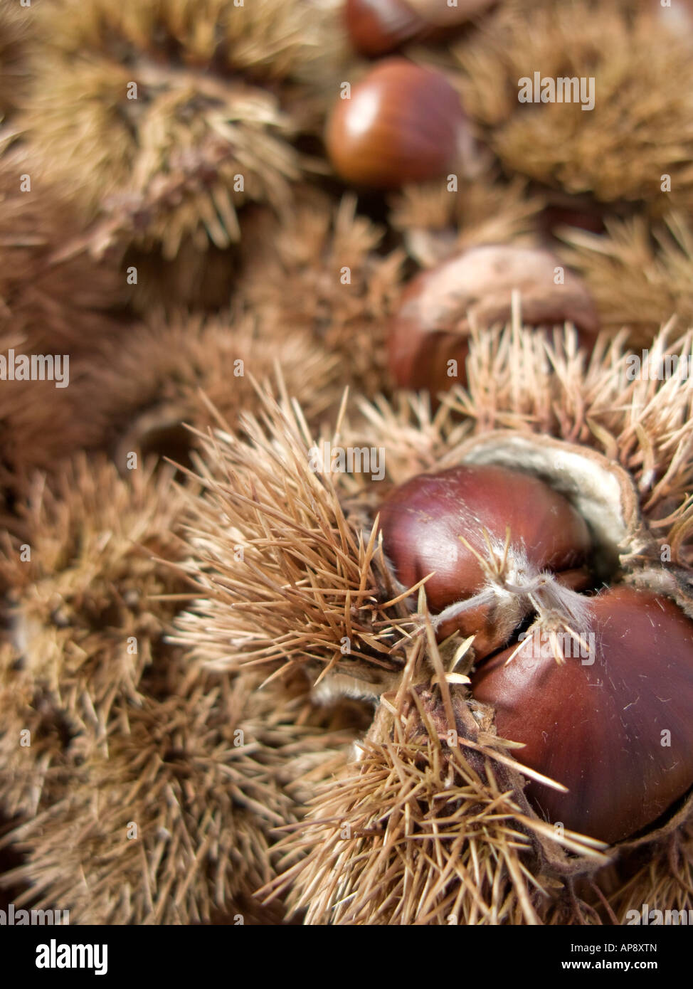 Chestnut spiky pod hi-res stock photography and images - Alamy