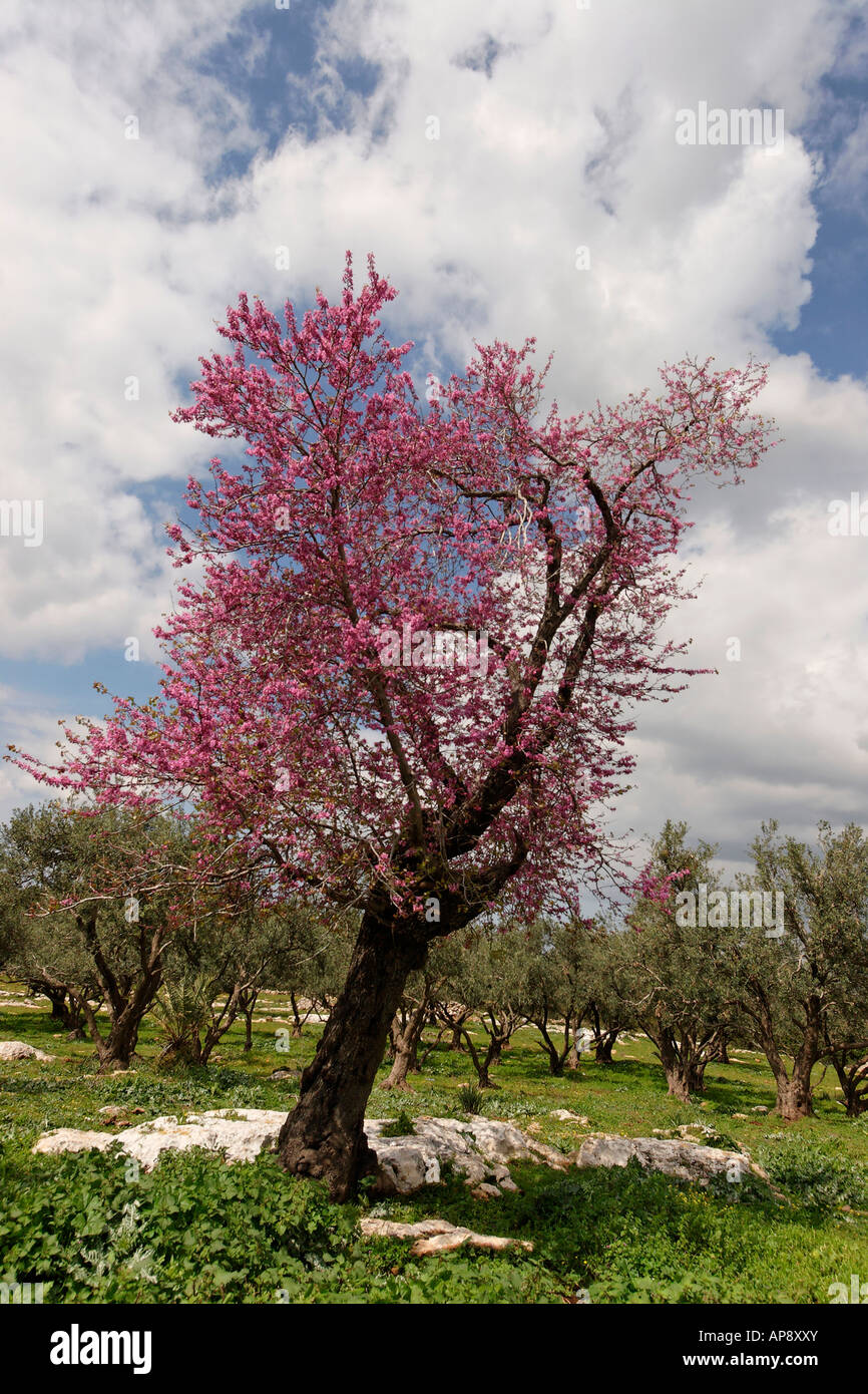 Cercis siliquastrum hi-res stock photography and images - Alamy