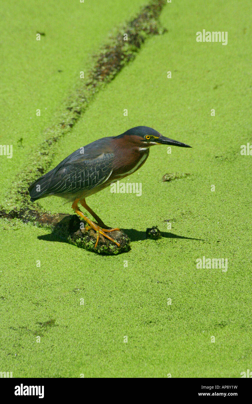 Green Heron hunting fish Stock Photo - Alamy