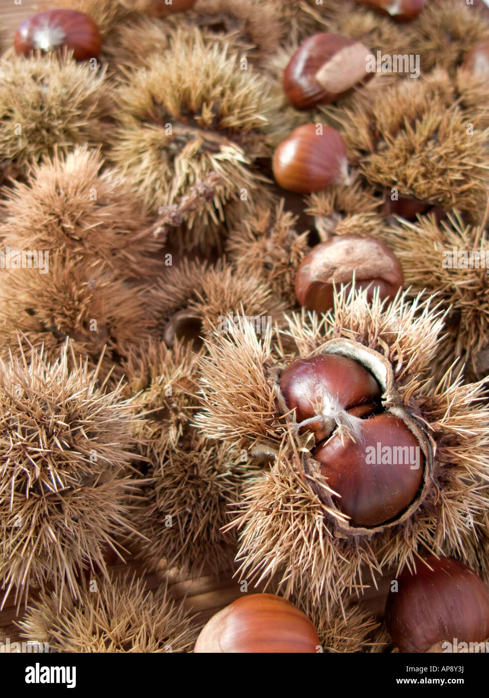 Chestnut spiky pod hi-res stock photography and images - Alamy