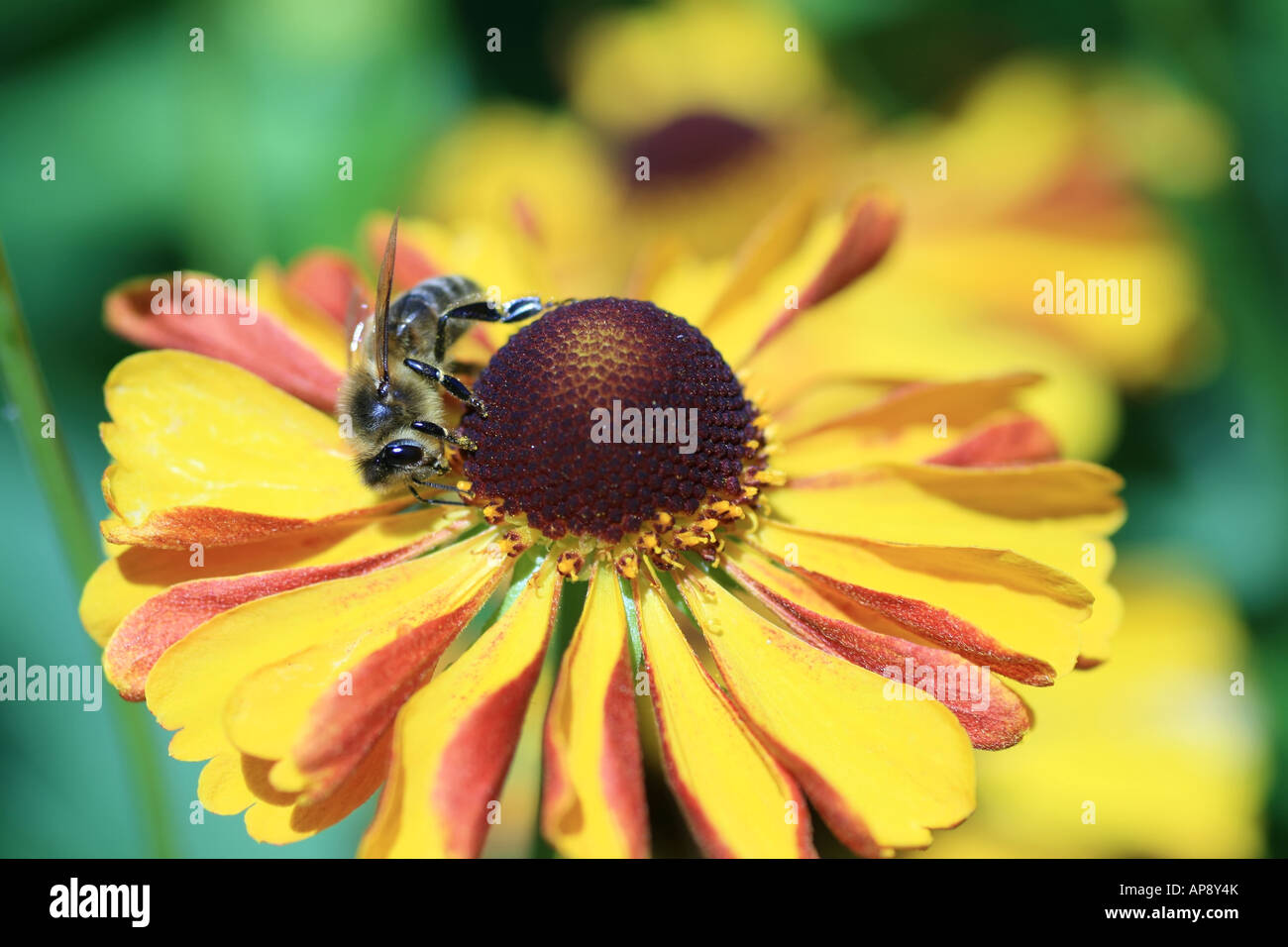 Honey bee pollinating / feeding on red and yellow Helenium flower Stock ...