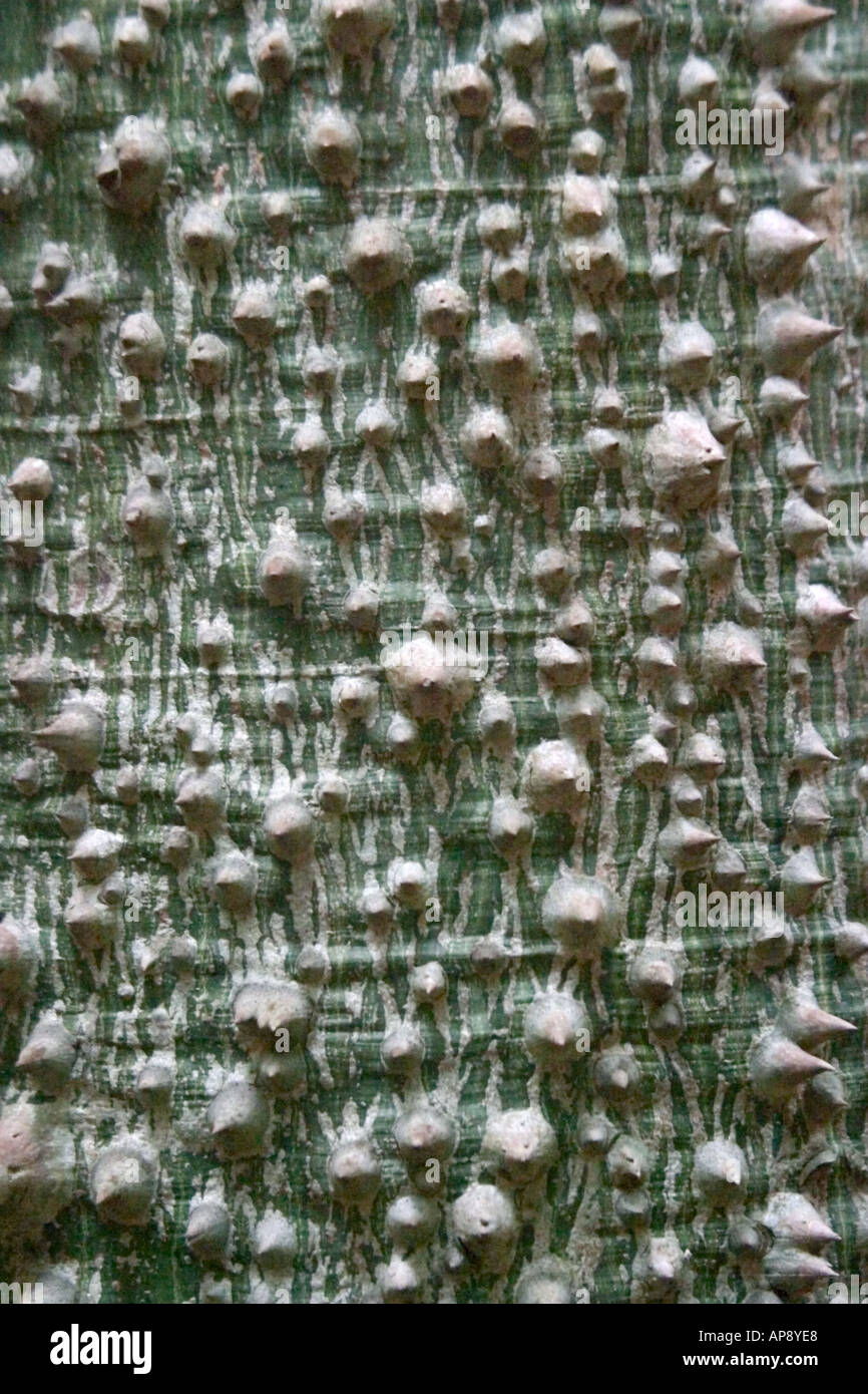 The natural bumpy texture of a tree's bark fills the frame of this ...