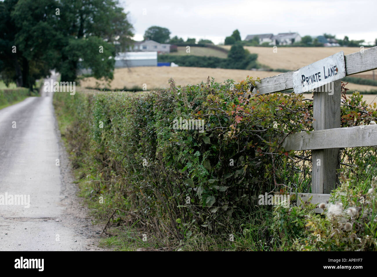 Private lane sign on country lane leading to farmhouse and large tree ...