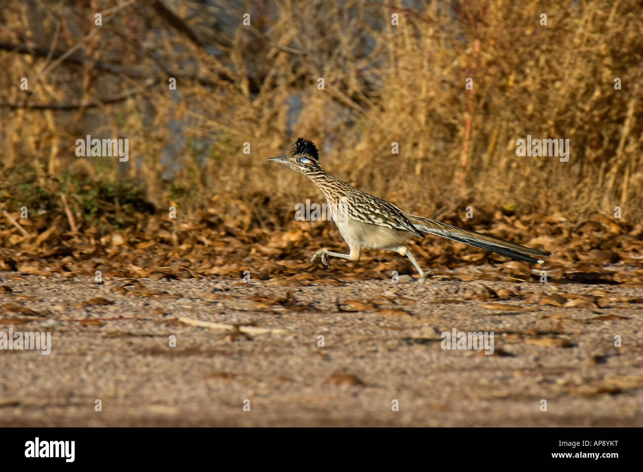 A Road Runner runs beside a dirt road Stock Photo - Alamy