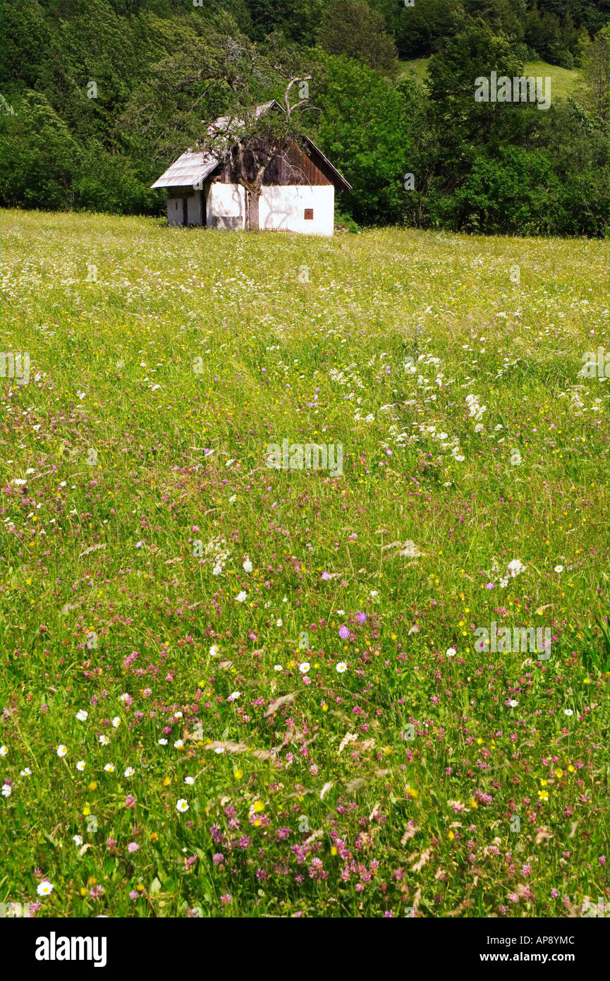 Herb rich meadows hi-res stock photography and images - Alamy