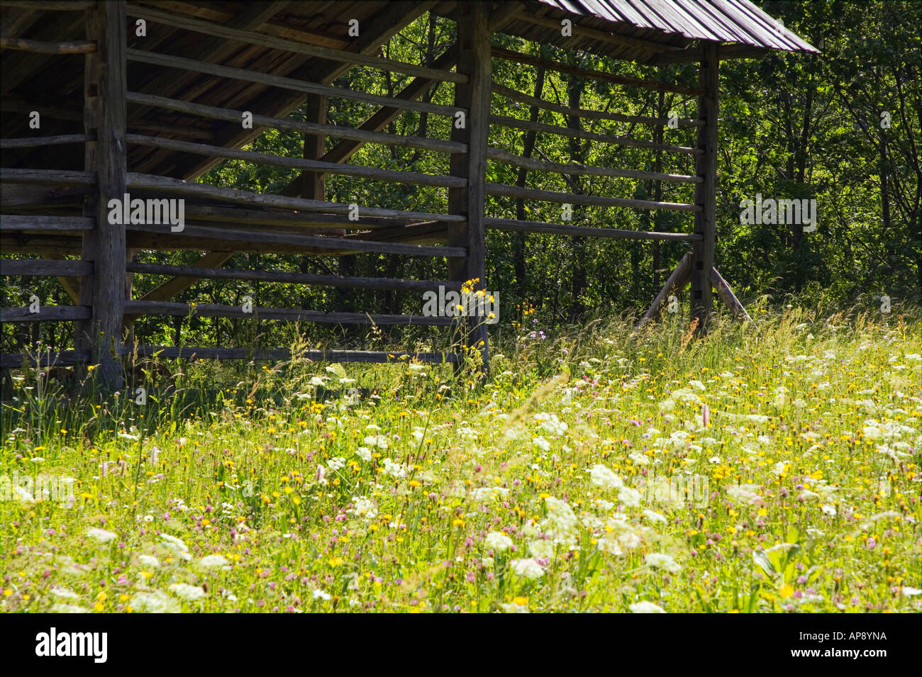 Traditional Slovenian hay drying racks in meadows at Voje in the Julian ...