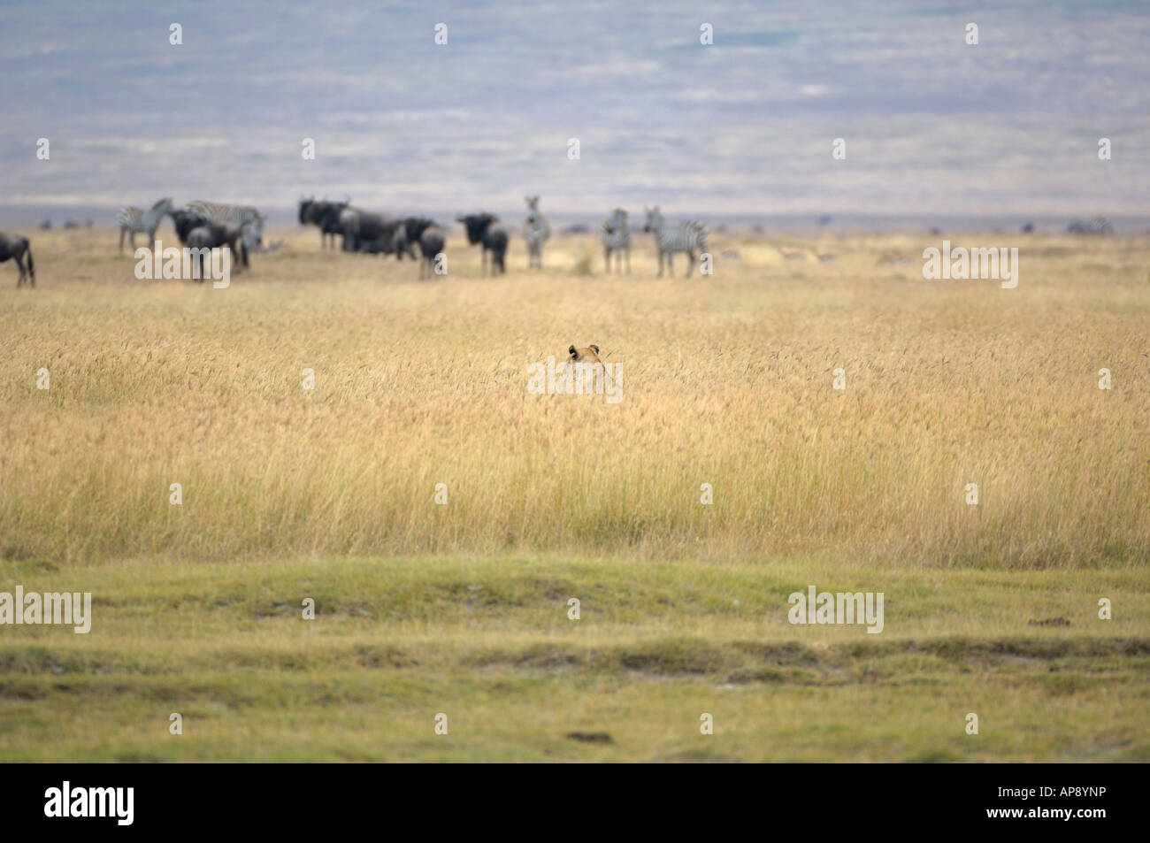 Lion chasing a prey, Ngorongoro Crater, Tanzania Stock Photo - Alamy