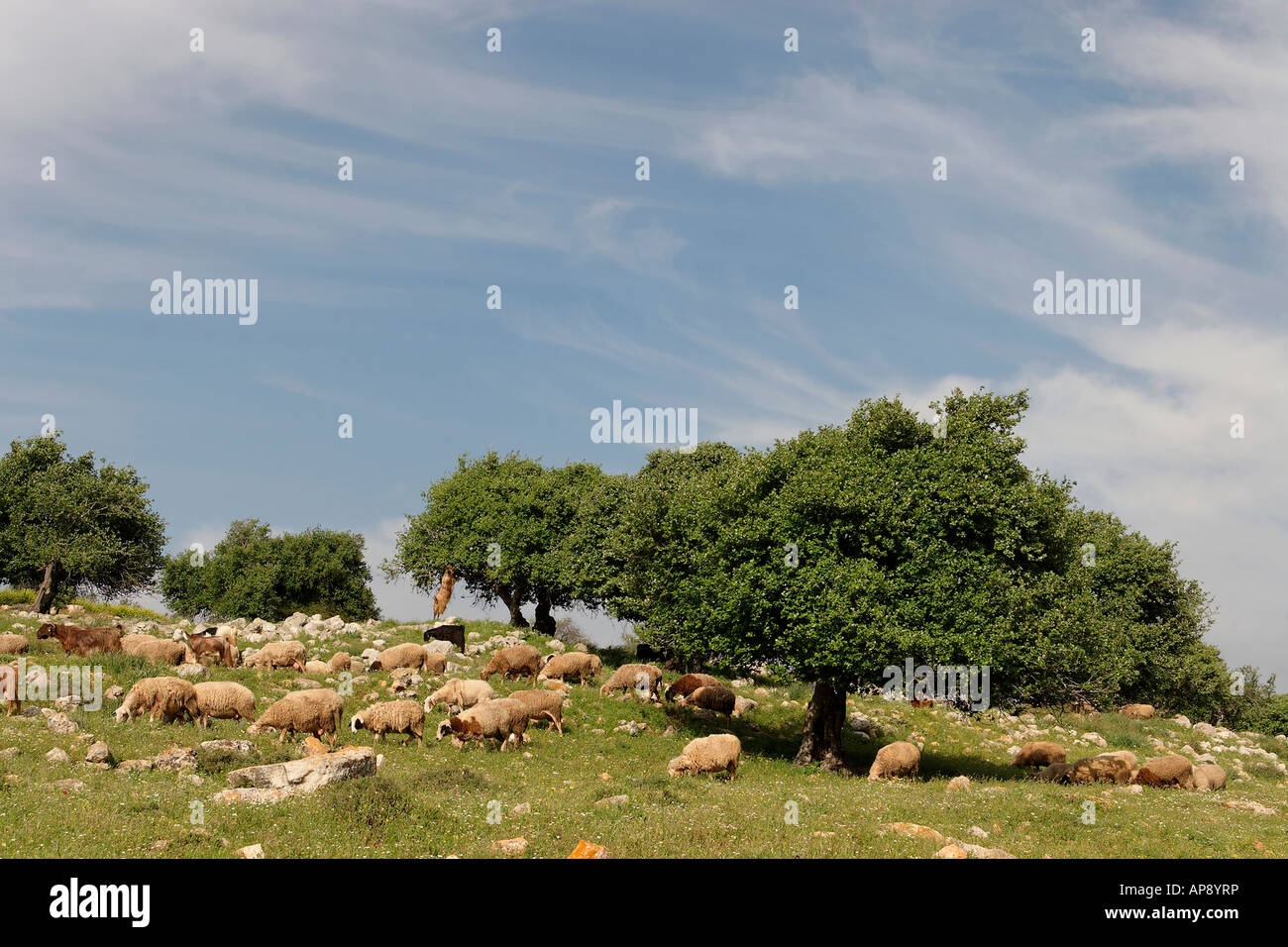 Styracaceae hi-res stock photography and images - Alamy