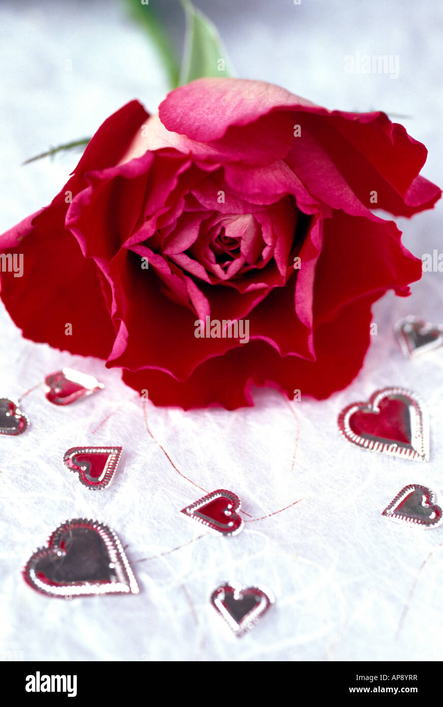 Red rose with silver hearts Stock Photo - Alamy