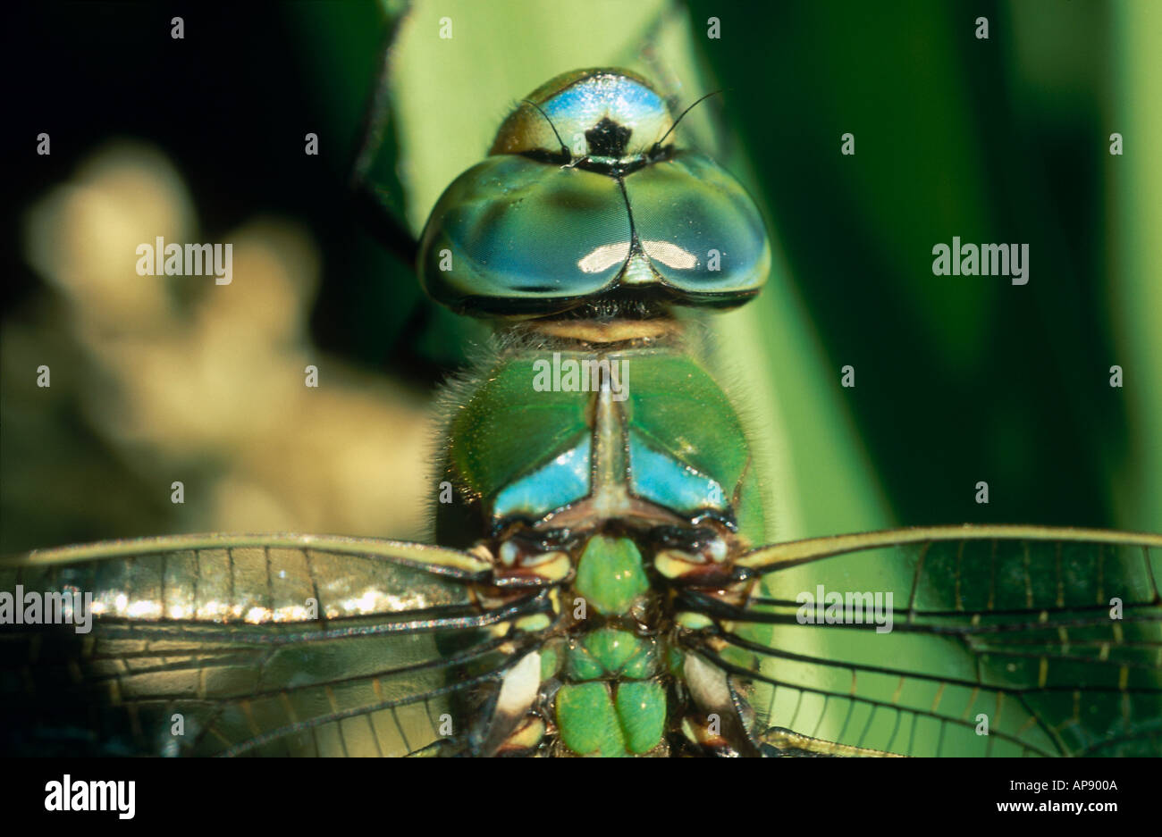 Anax imperator eyes hi-res stock photography and images - Alamy