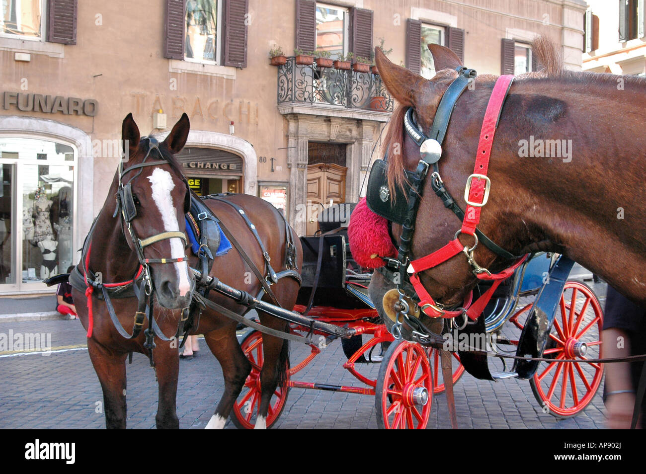 tourists carriage horses in Rome looking at each other while waiting ...