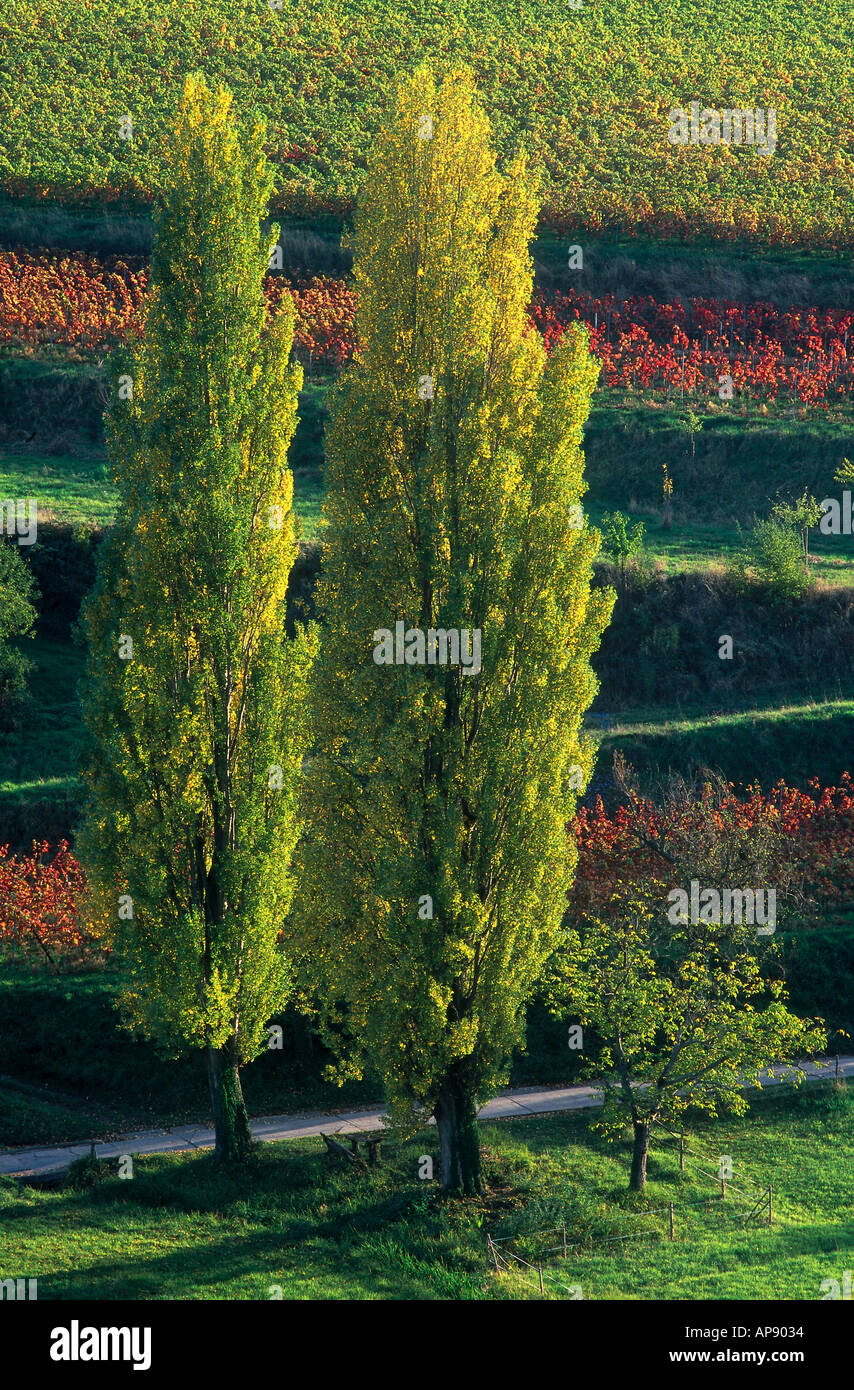 Germany populus nigra hi-res stock photography and images - Alamy