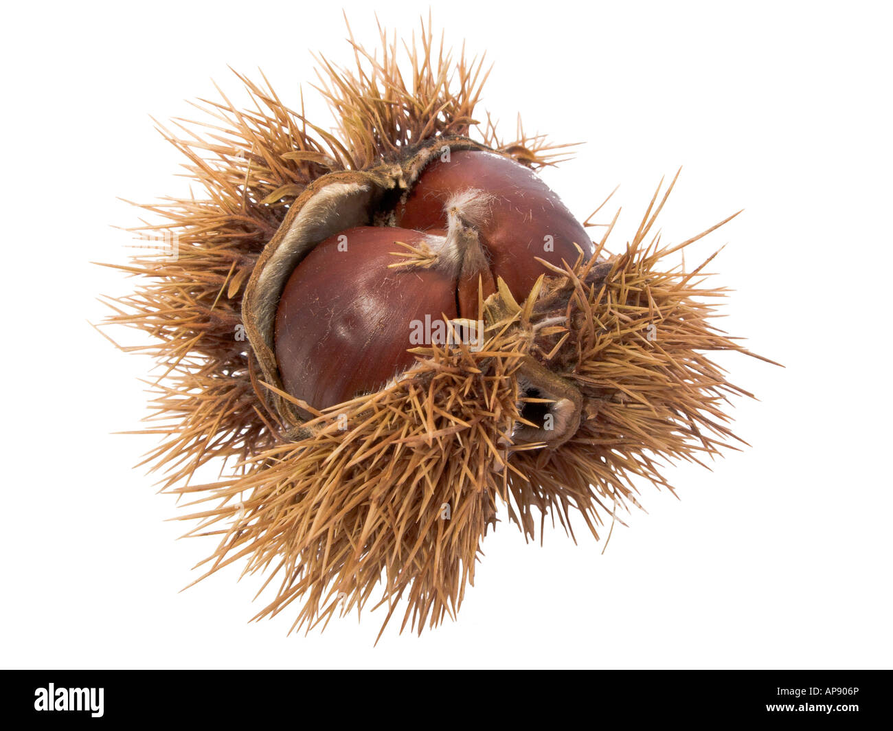 Chestnut in prickly shell Cut Out Stock Images & Pictures - Alamy