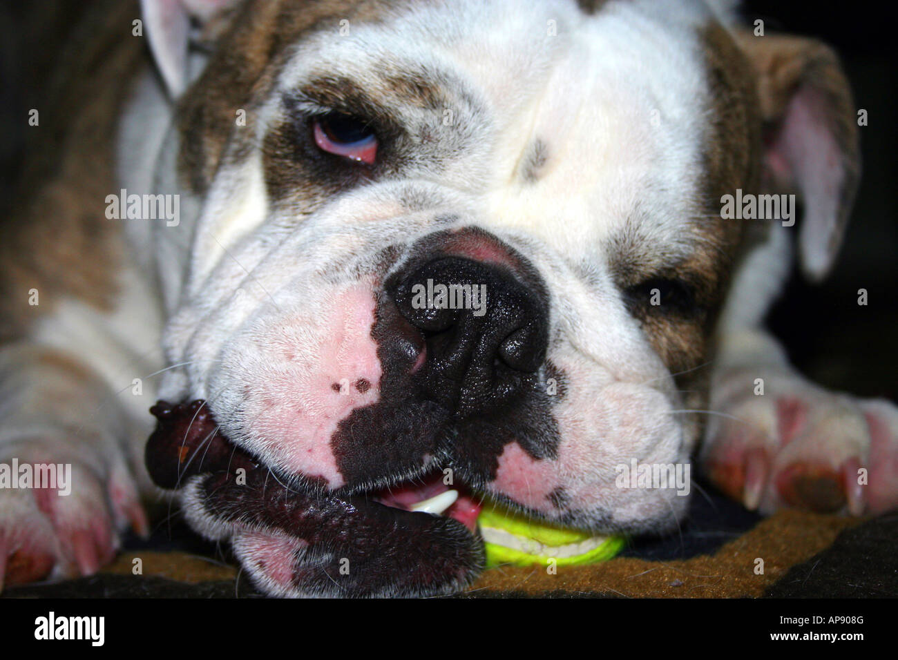 Southern White American Bulldog