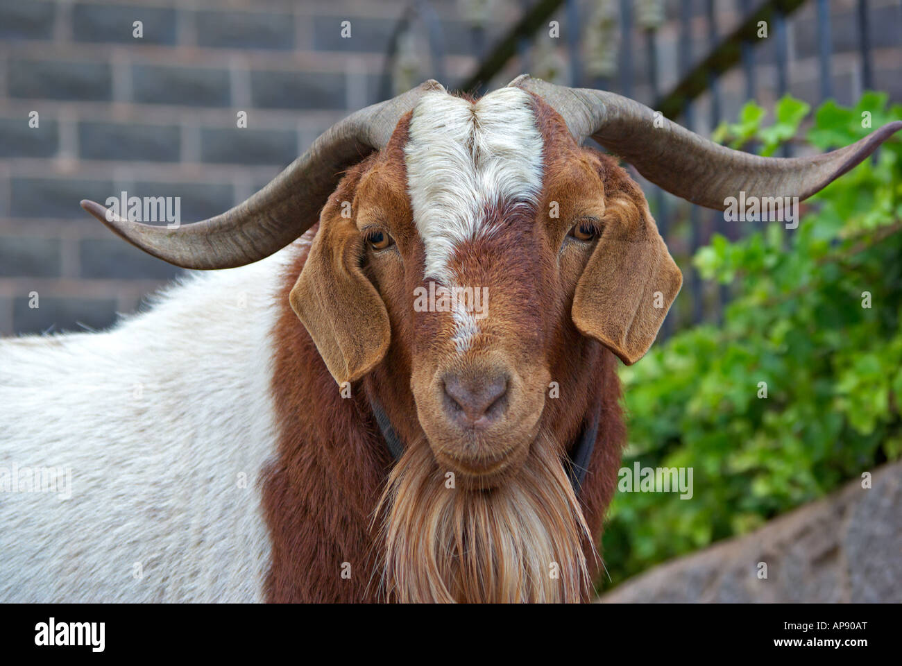 Horned Goat High Resolution Stock Photography and Images - Alamy