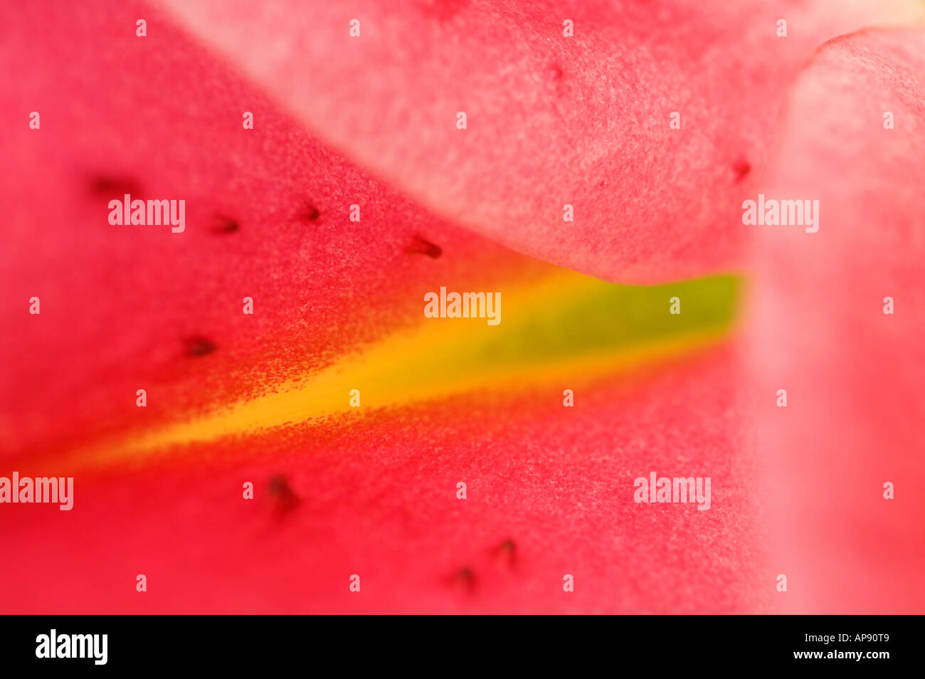 Lily flower detail Stock Photo - Alamy