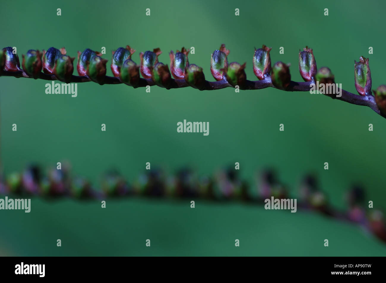 Crocosmia seeds forming on the flower stems Stock Photo - Alamy