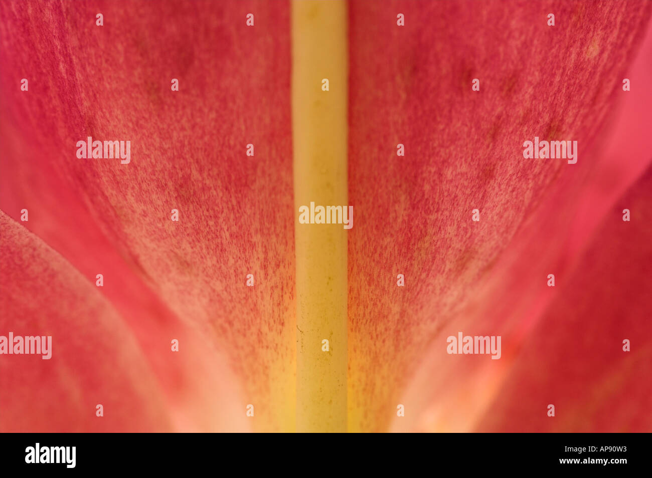 Lily flower detail Stock Photo - Alamy