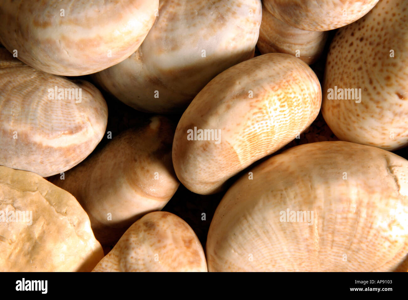 Twisted shells hi-res stock photography and images - Alamy