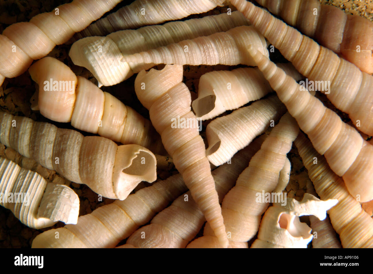 Spiral Shells on a sandy background Stock Photo - Alamy