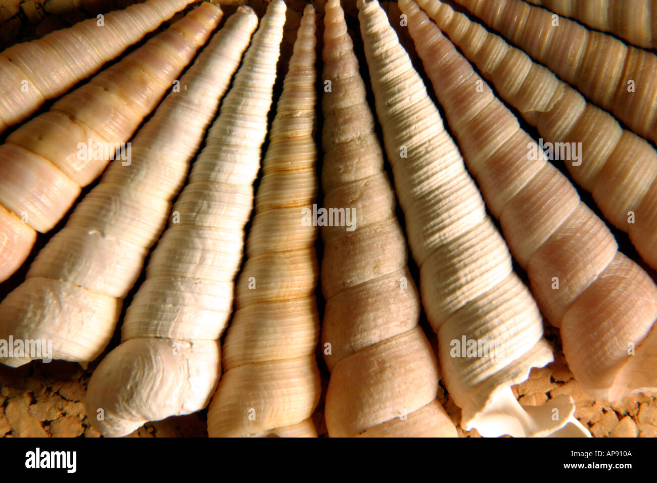 Spiral Shells on a sandy background Stock Photo - Alamy