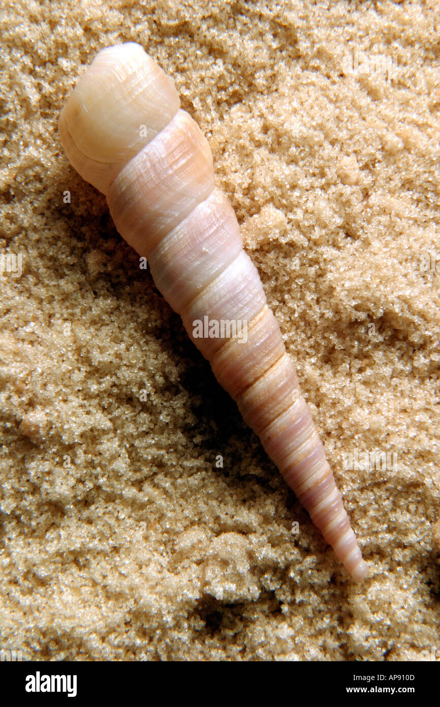 Spiral Shell on a sandy background Stock Photo - Alamy