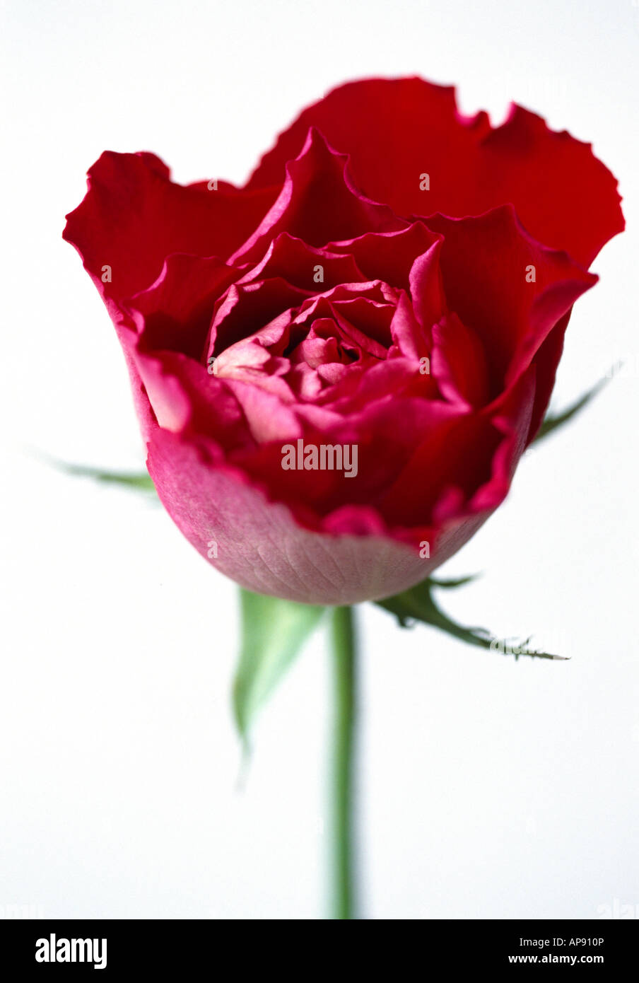 Single red rose Stock Photo - Alamy