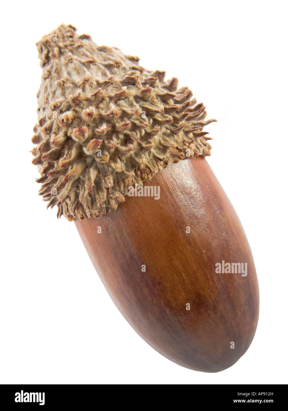 acorn isolated on white Stock Photo - Alamy acorn isolated on white Stock Photo - Alamy