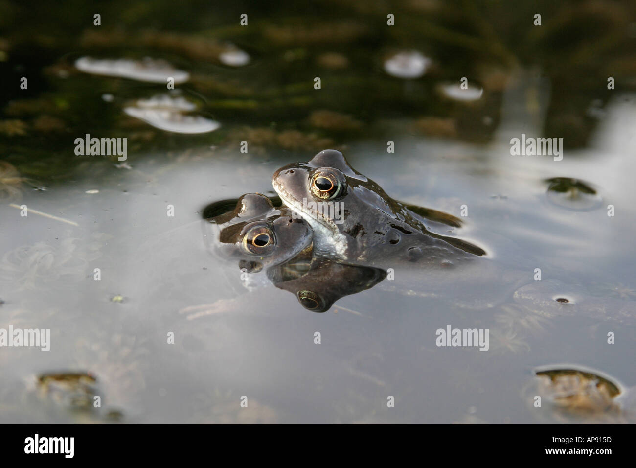 Frogspawn ponds hi-res stock photography and images - Alamy