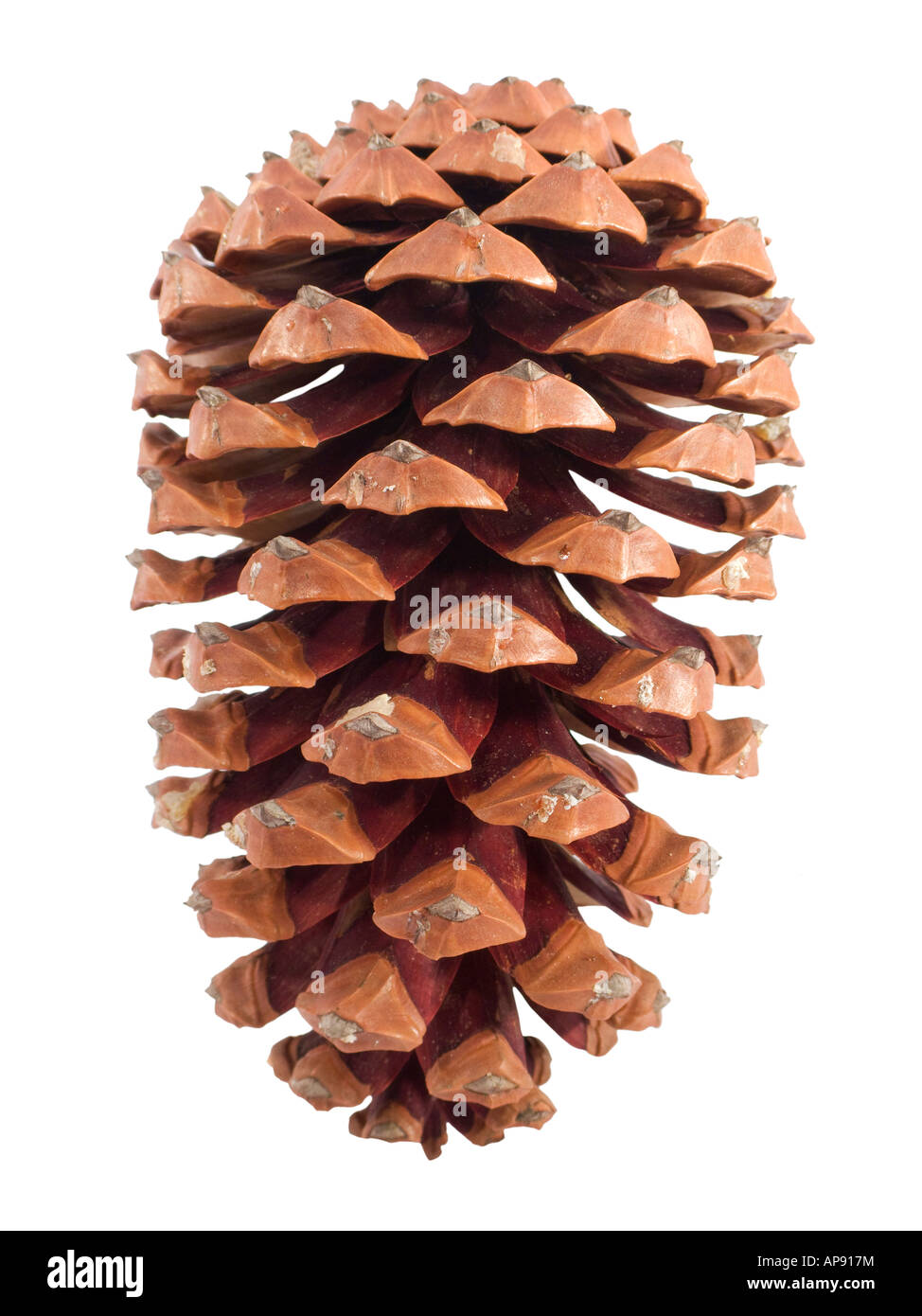 Pine cone isolated over white Stock Photo - Alamy
